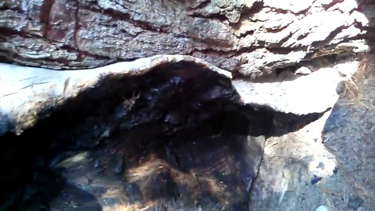 Huge Spider! Crushed with stick. - YouTube
