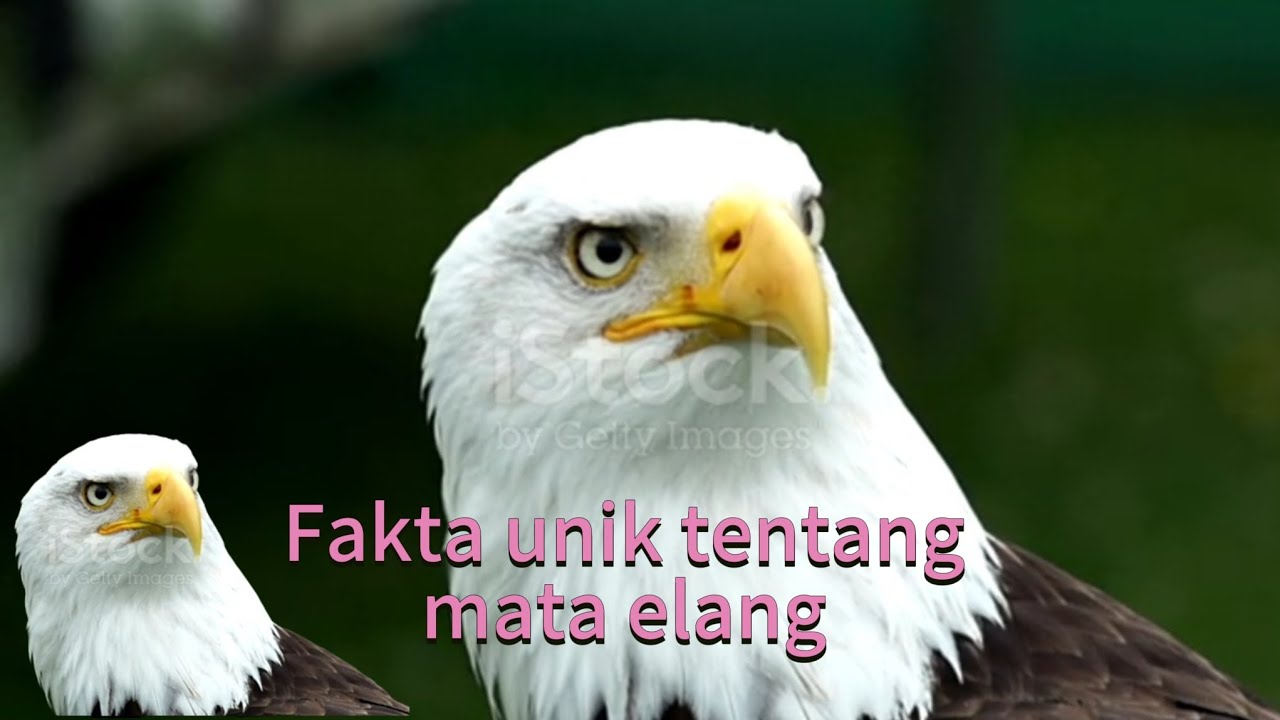 Fakta unik tentang mata elang #elang - YouTube