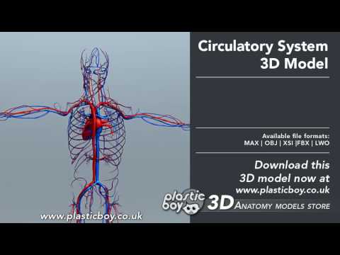 Human Circulatory System 3D Model - www.plasticboy.co.uk - YouTube