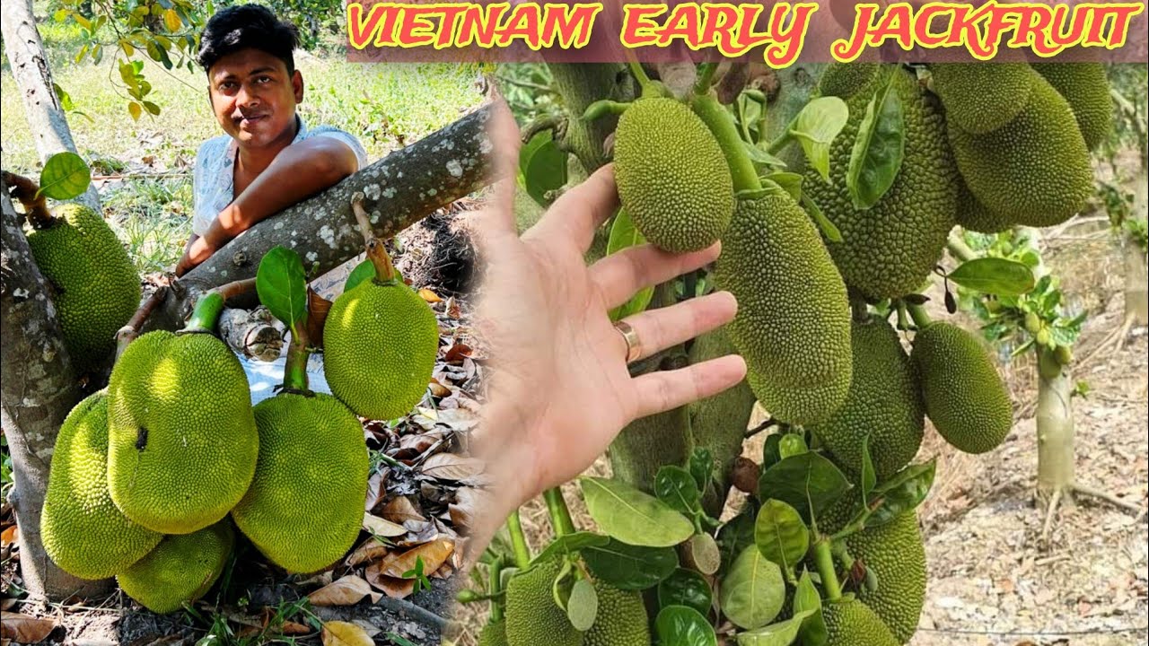Vietnam Early Jackfruit/ Thai All-time Jackfruit/ Pink Jackfruit ...