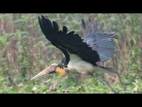 bangau tontong, bangau kepala botak yang semakin menurun populasinya ...