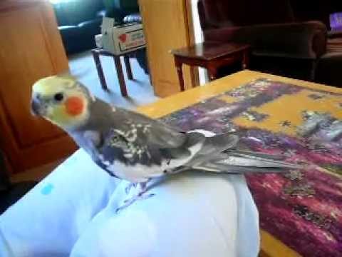 Cockatiel singing Happy Birthday! - YouTube