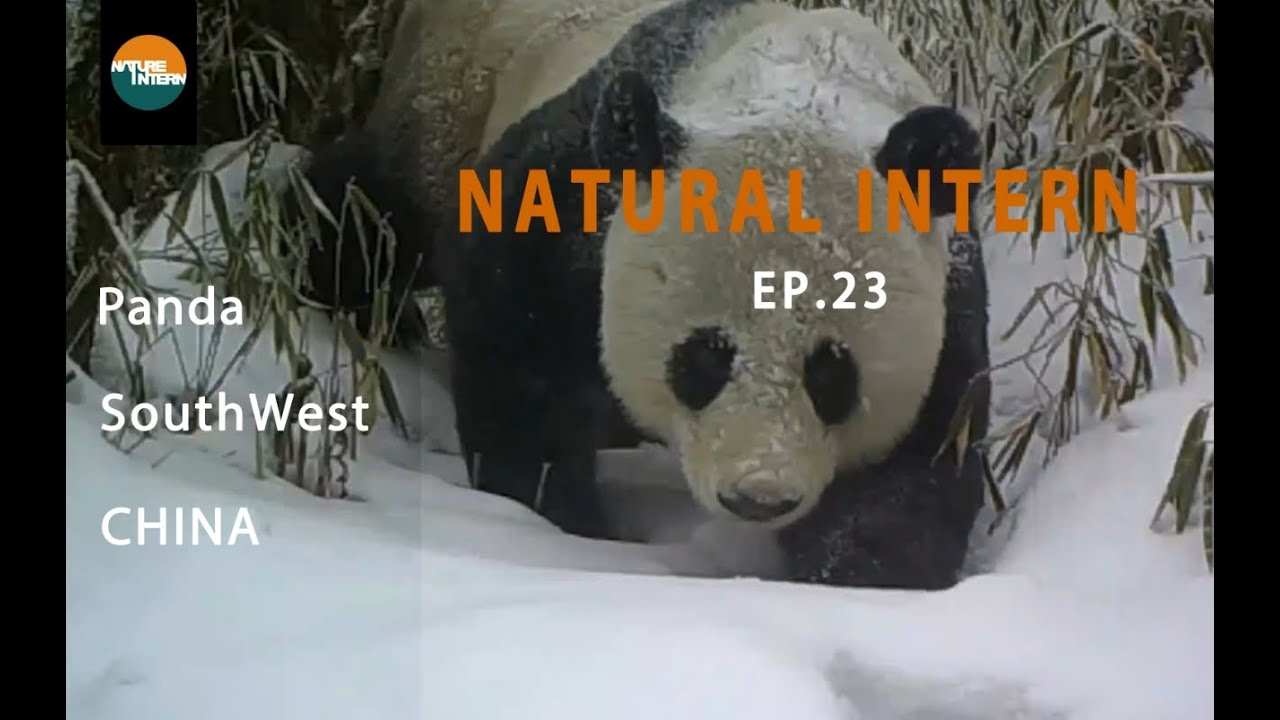 Nature Intern Episode 23：The Full Video Of Fantastic Southwest China ...