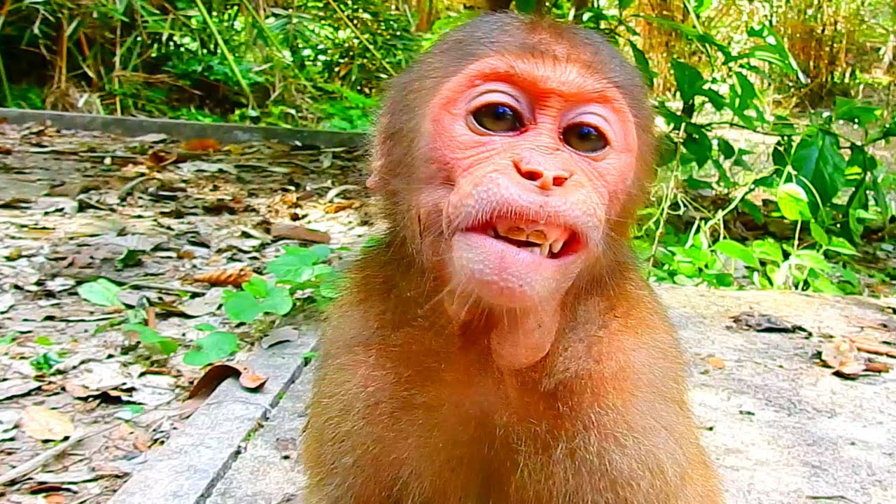 Baloo gladness when give food to him, Baloo eating fruit so delicious ...