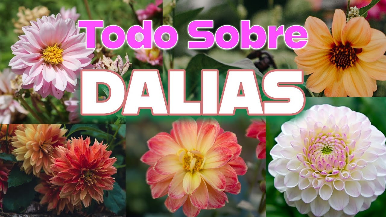 Dalias, Cómo sembrar y cultivar. Como conseguir semillas y dividir bulbos - YouTube