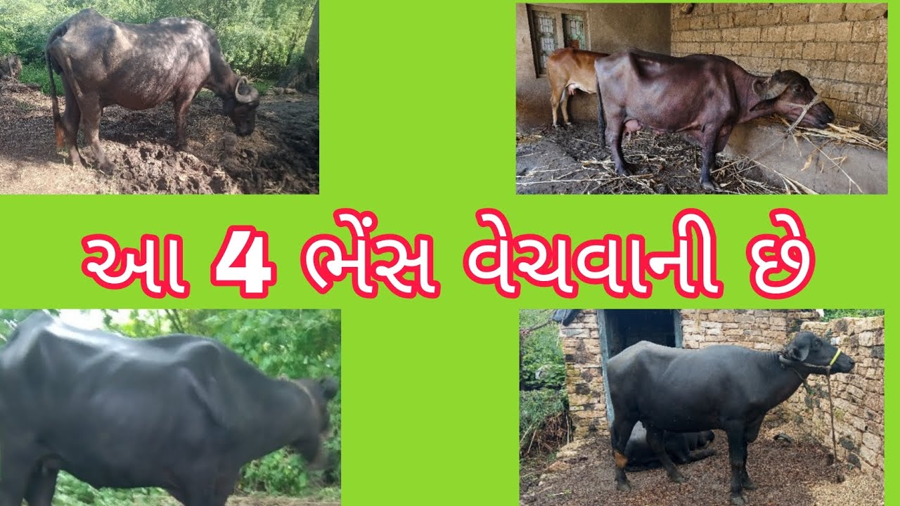 આ બધી ભેંસ વેચવાની છે #ભેંસ #bhes #ભેંસવેચાવ #ભેંસ_લે_વેચ #ગુજરાત # ...
