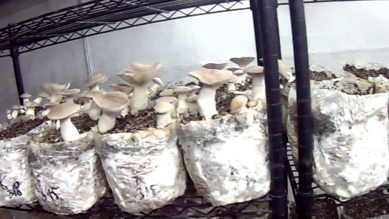 Mushroom Adventures Episode 19 Part 1 -- Casing To Increase Mushrooms ...