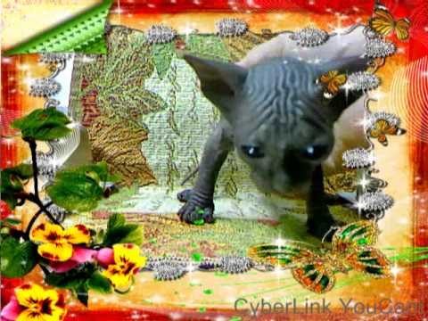 Bébé sphynx - YouTube