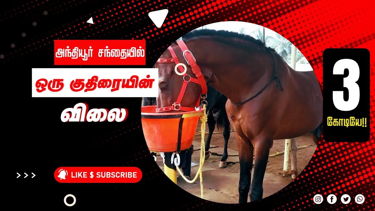 anthiyur gurunathasamy Kovil festival 13 August 2023 - YouTube