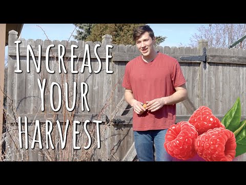 How To Take Care Of Raspberry Bushes In The Spring