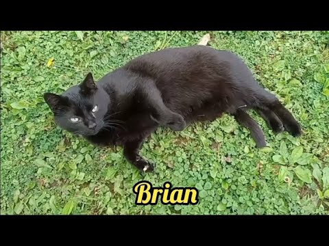 Brian - YouTube