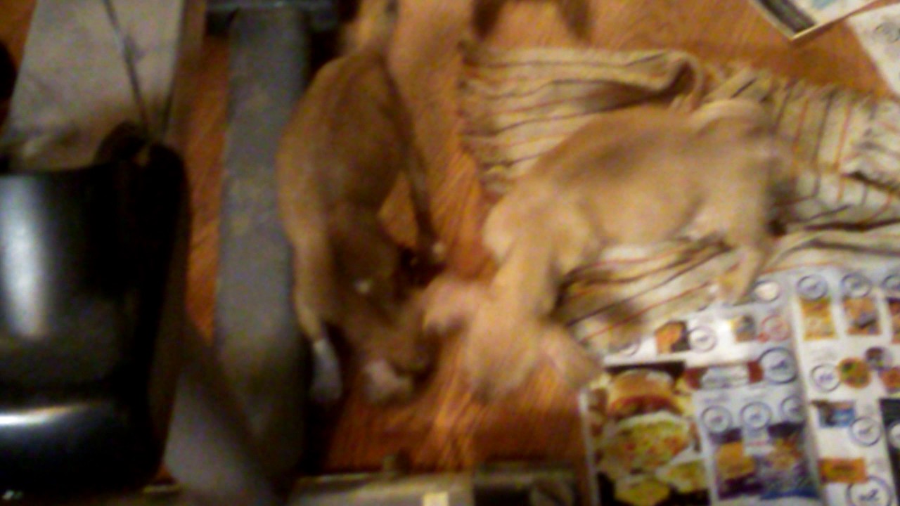 Poopy puppy blog 4 - YouTube