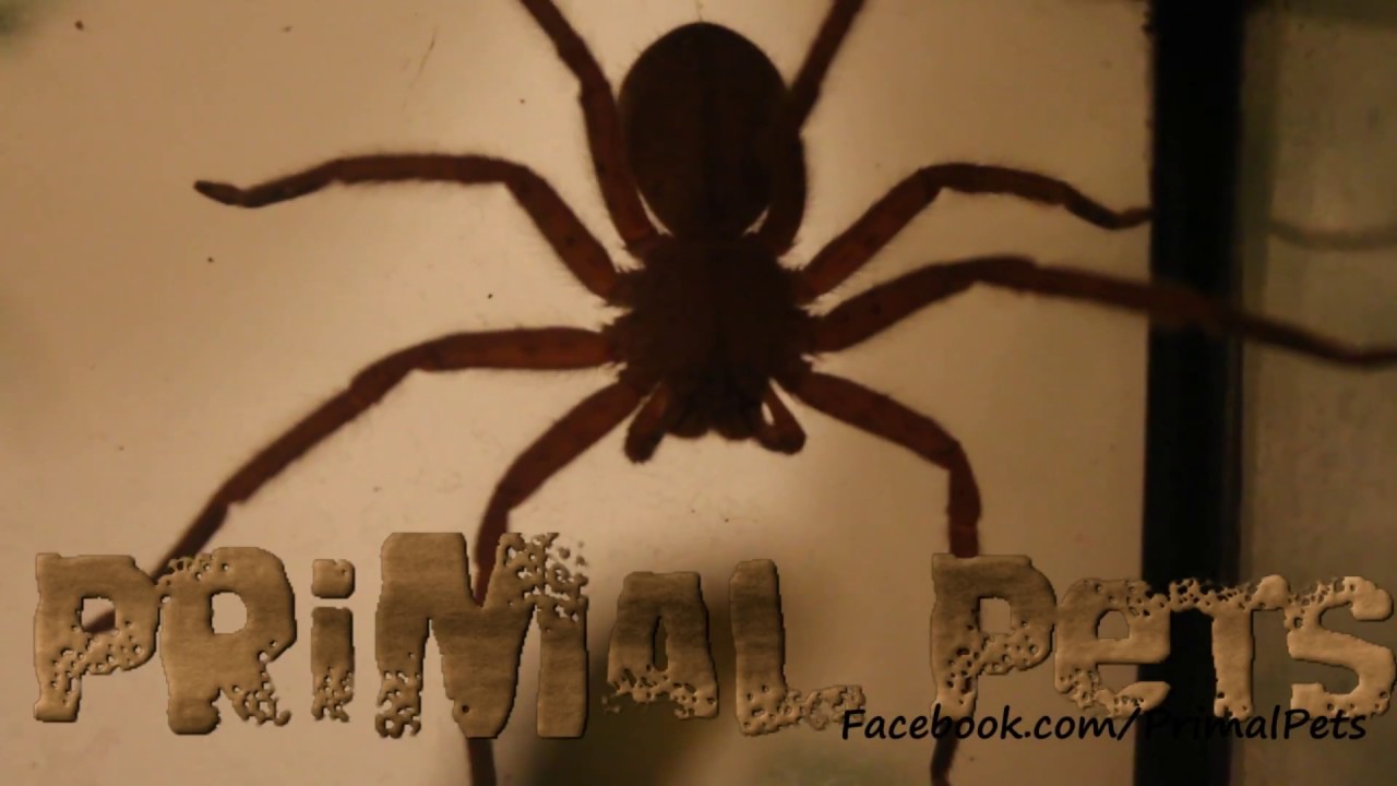Stoney Huntman Spider (Heteropoda javana) - YouTube
