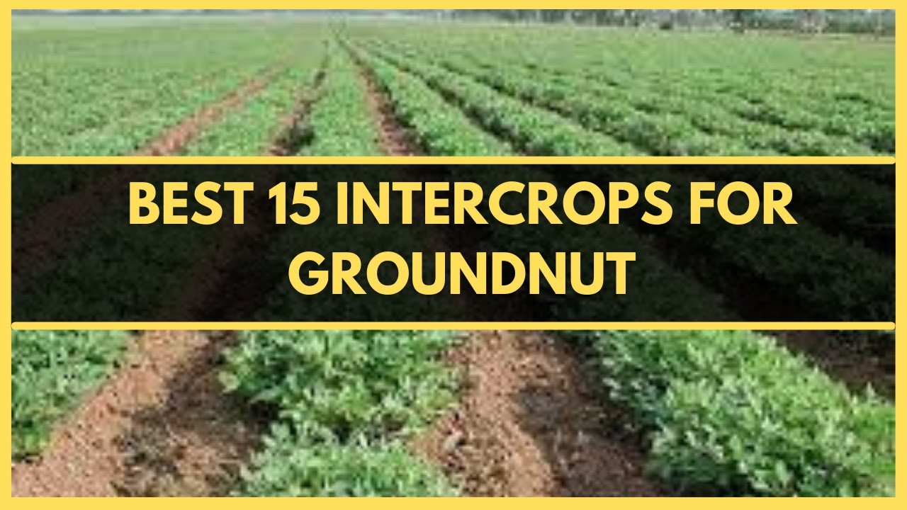 INTERCROPPING:BEST 15 CROPS TO INTERCROP WITH GROUNDNUT | PEANUT ...