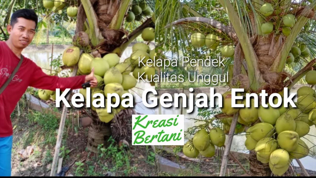 Keunggulan Kelapa Genjah Entok, Kelapa Pendek Buah Cukup Besar - YouTube