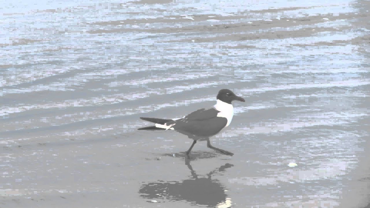 summer beach bird...2014 Melbourne Beach, Fl - YouTube