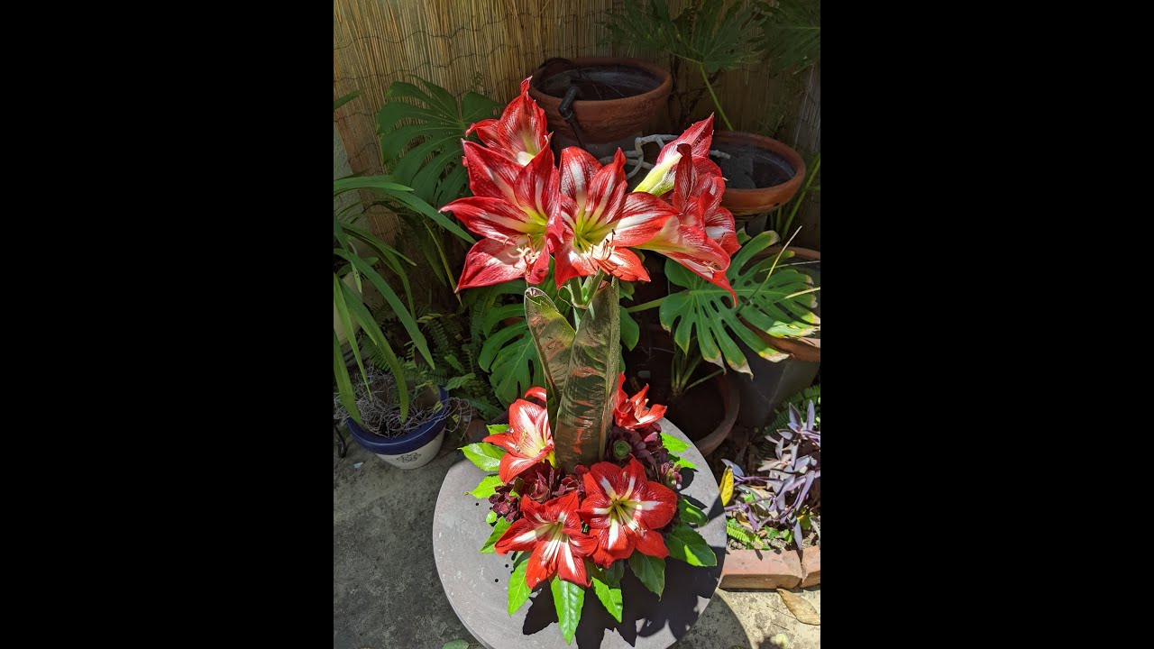 How to arrange a standing bouquet using long stem amaryllis. (Freestyle ...