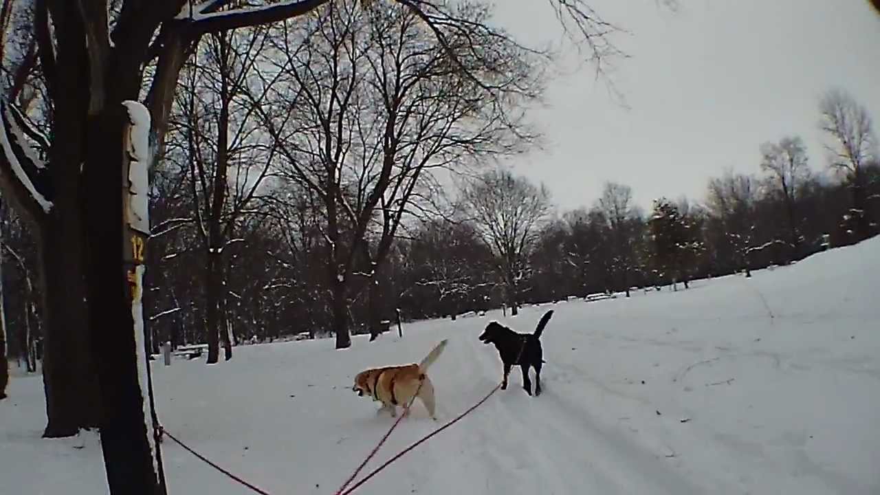 Kick Sled Dog's - YouTube