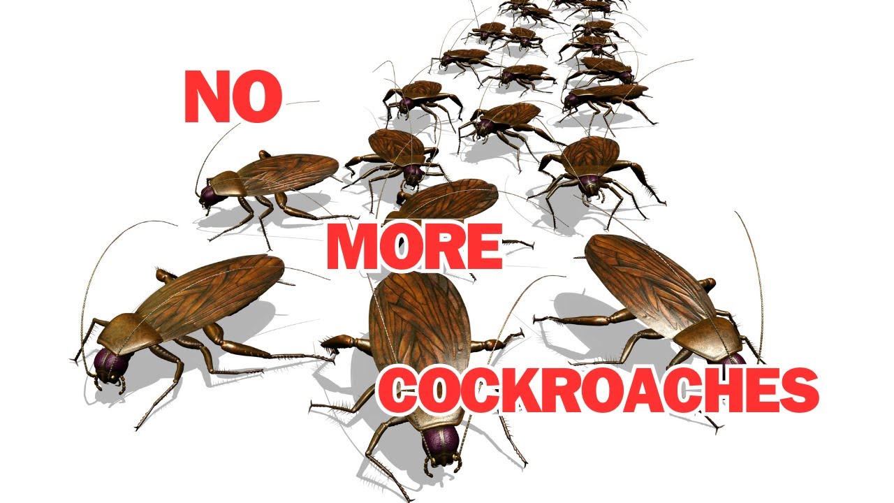 No More Cockroaches: How to Keep Your Home Roach-Free - YouTube