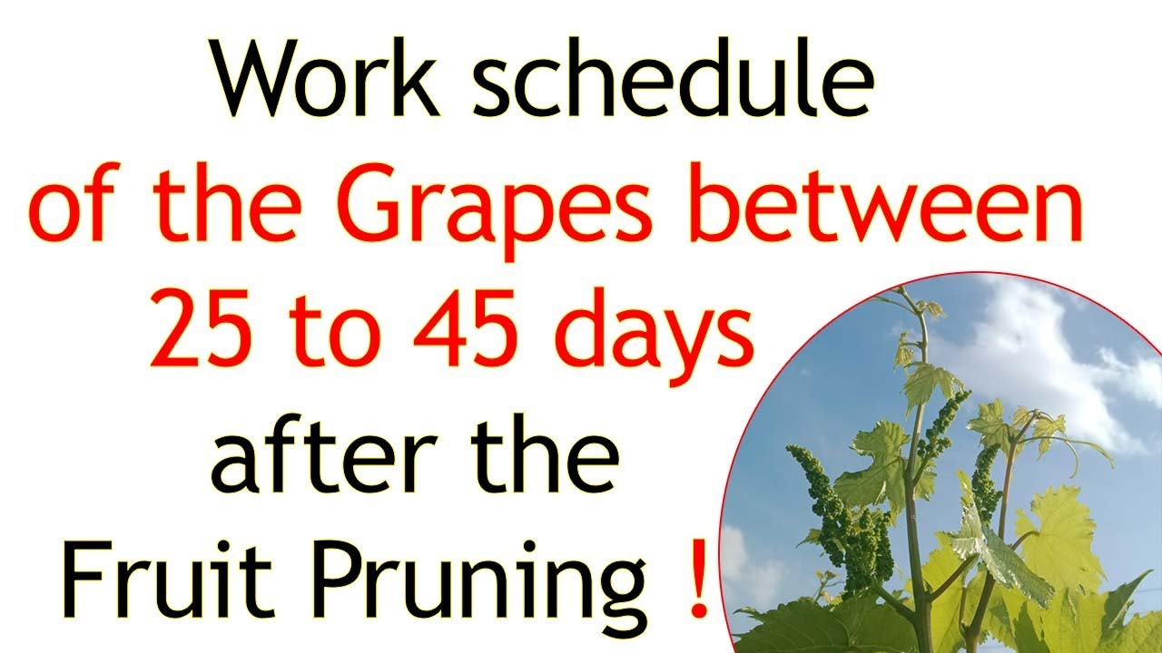 Work schedule of the #Grapes between 25 to 45 days after the ...