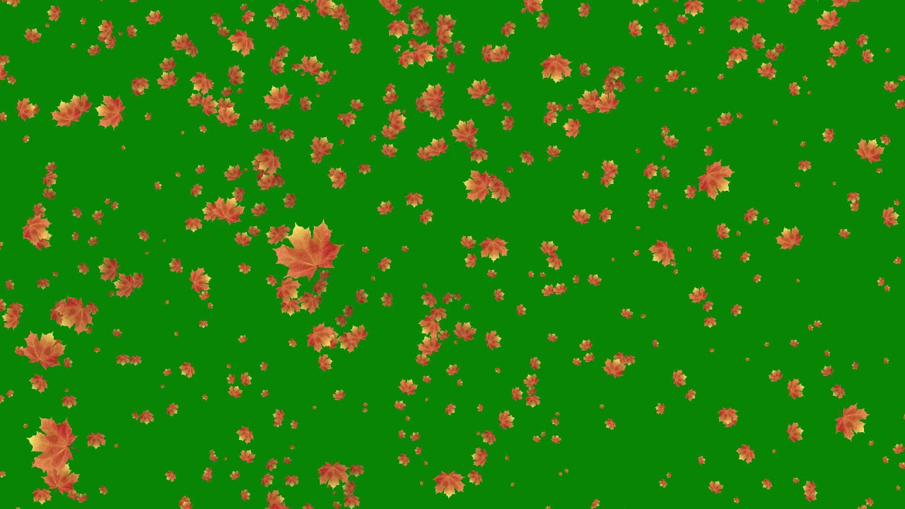 Autumn Leaves Falling Green Screen | Royalty Free - YouTube