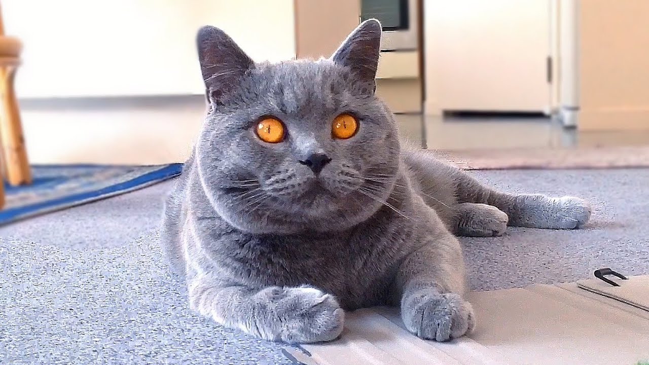 Kesha British Blue Cat, 17 months, just being gorgeous😝 - YouTube