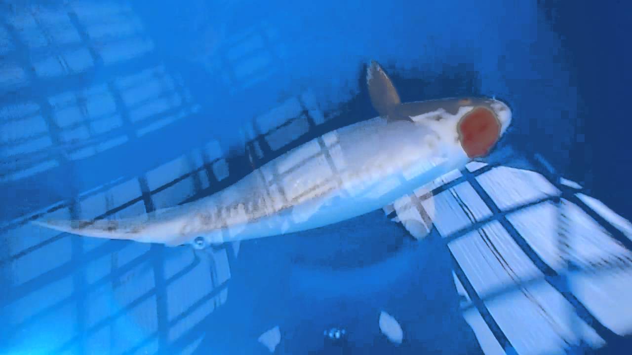 Doitsu Tancho Hariwake from Fukasawa Koi Farm - YouTube