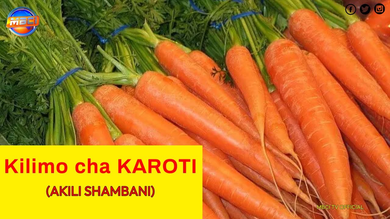 Kilimo cha Karoti (CARROT FARMING IN MAU NAROK, KENYA) || AKILI ...