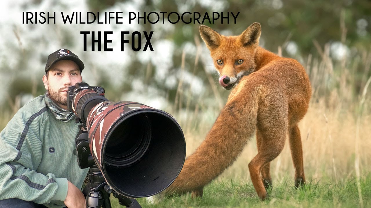 Wildlife Photography - The Red fox (IRELAND) - YouTube