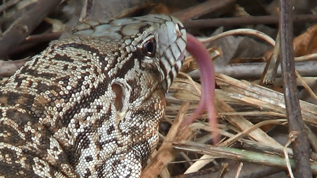 A língua bífida do TEIÚ-GIGANTE, LAGARTO-TEIÚ, (SALVATOR-MERIANAE ...