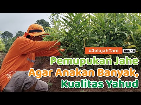 PEMUPUKAN JAHE - Anakan Banyak, Kualitasnya Hot 🔥🔥 | KANG ANDRI - Jelajah Tani #48