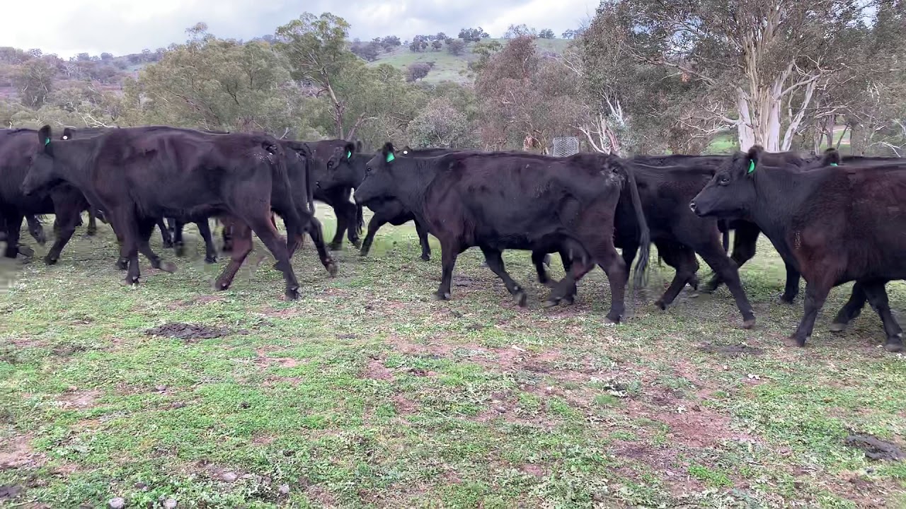 Gregory PTIC Cows - YouTube