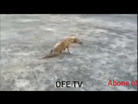 Allah Tuttuğunuzu altın etsin.Aha zabıta geliyo🤣🤣