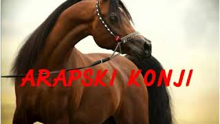 Arapski Konji