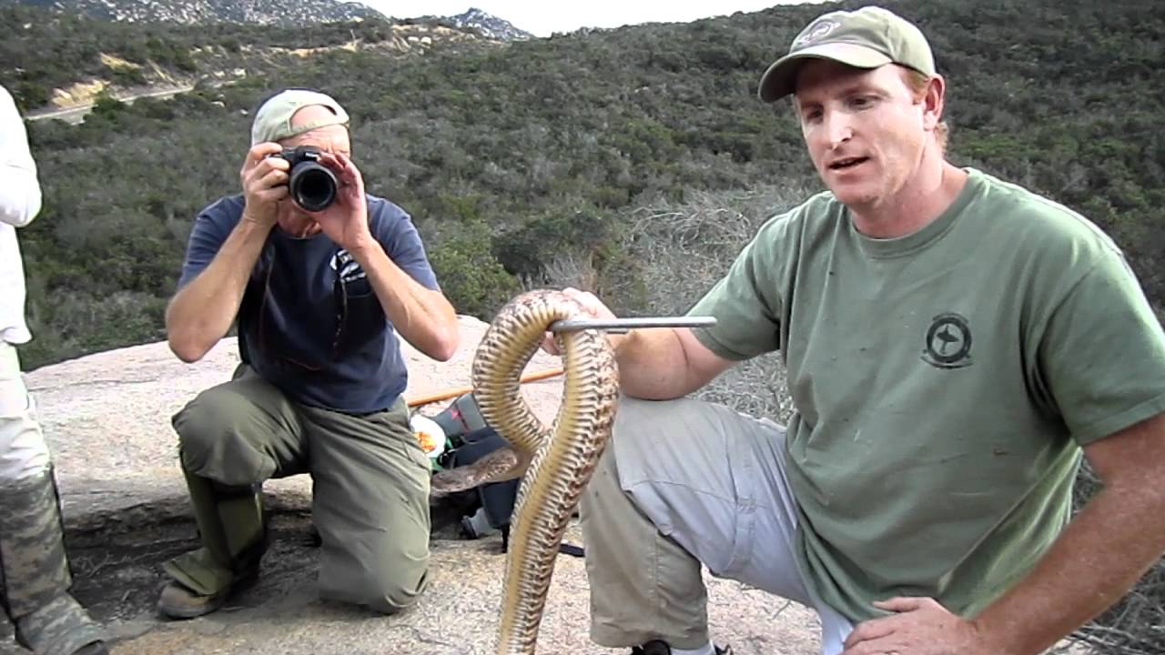 Jeff Lemm Talks about Speckled Rattlesnakes - YouTube