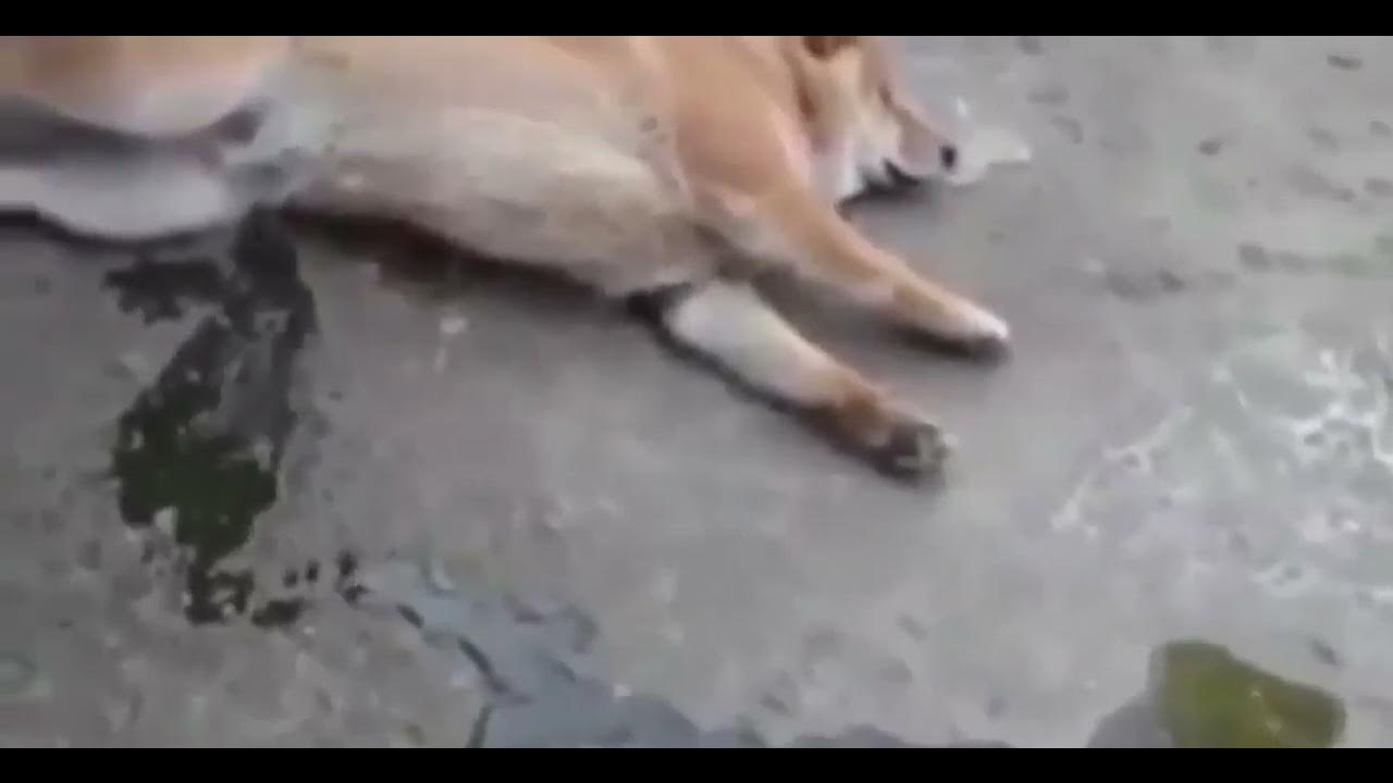 Doggo has a wet dream - YouTube