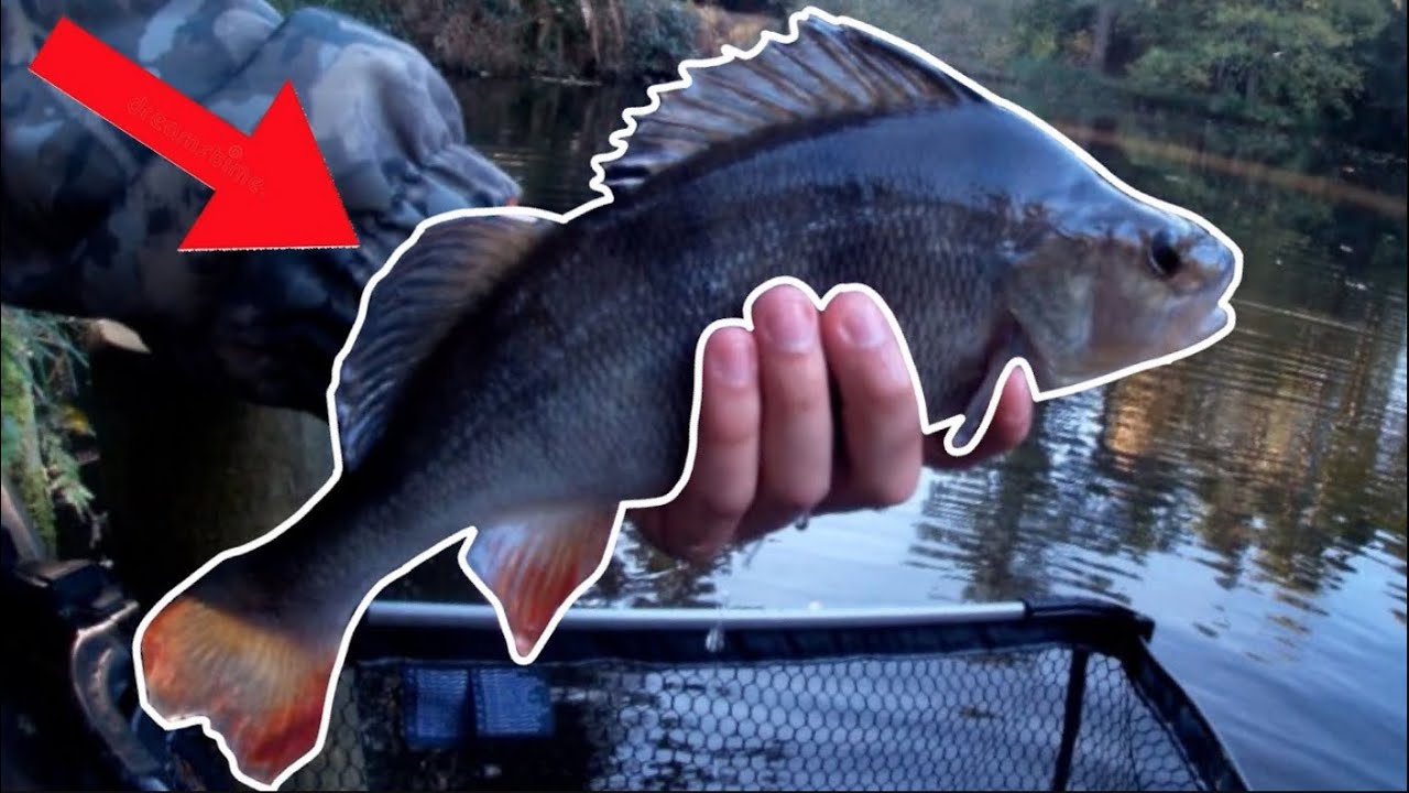 HUGE 2 LB PRECH Caught From SMALL Woodland POND!! Maggot FEEDER Fishing ...