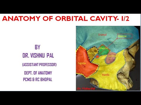 ANATOMY OF ORBITAL CAVITY -1/2 | BY DR. VISHNU PAL | Osteology ...