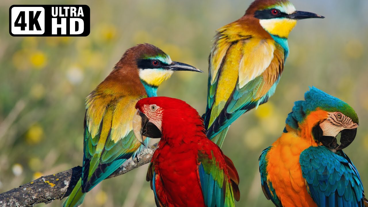 The most beautiful birds on earth | Vibrant Colors & Peaceful Nature ...