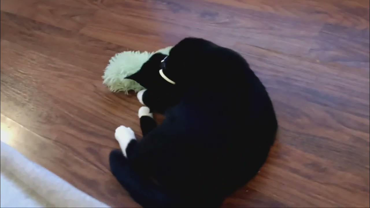 Bahgeera and catnip part 2 🐈 - YouTube