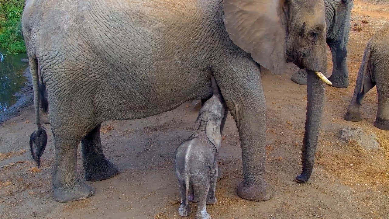 Little Pink Eared Elephant Reaches For Milk - YouTube