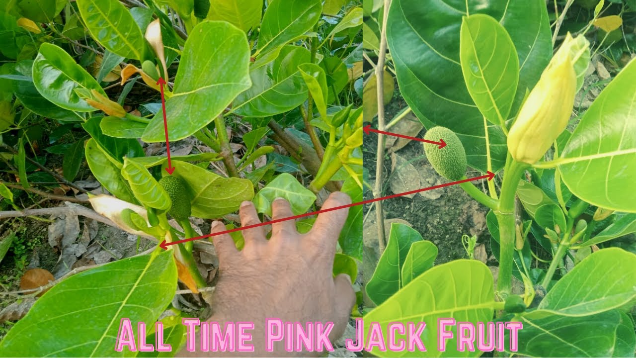 All Time Thai Pink JackFruit Farming || Thailand Khatal Ka kheti Kaise ...
