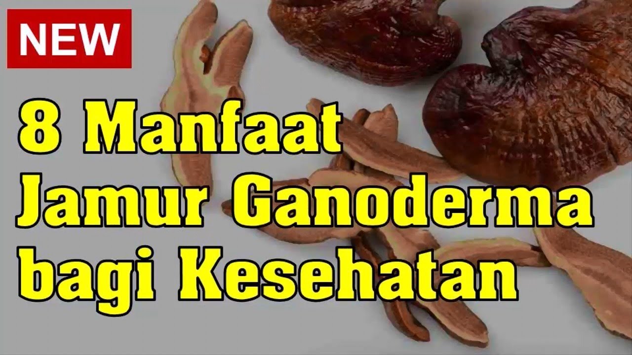 8 manfaat jamur ganoderma bagi kesehatan - YouTube