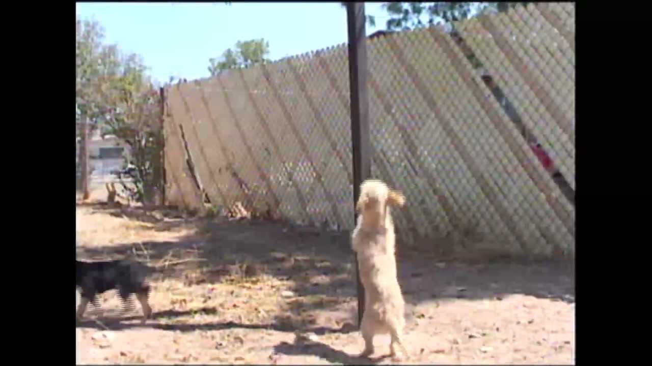 Funny Dog Jumping - YouTube
