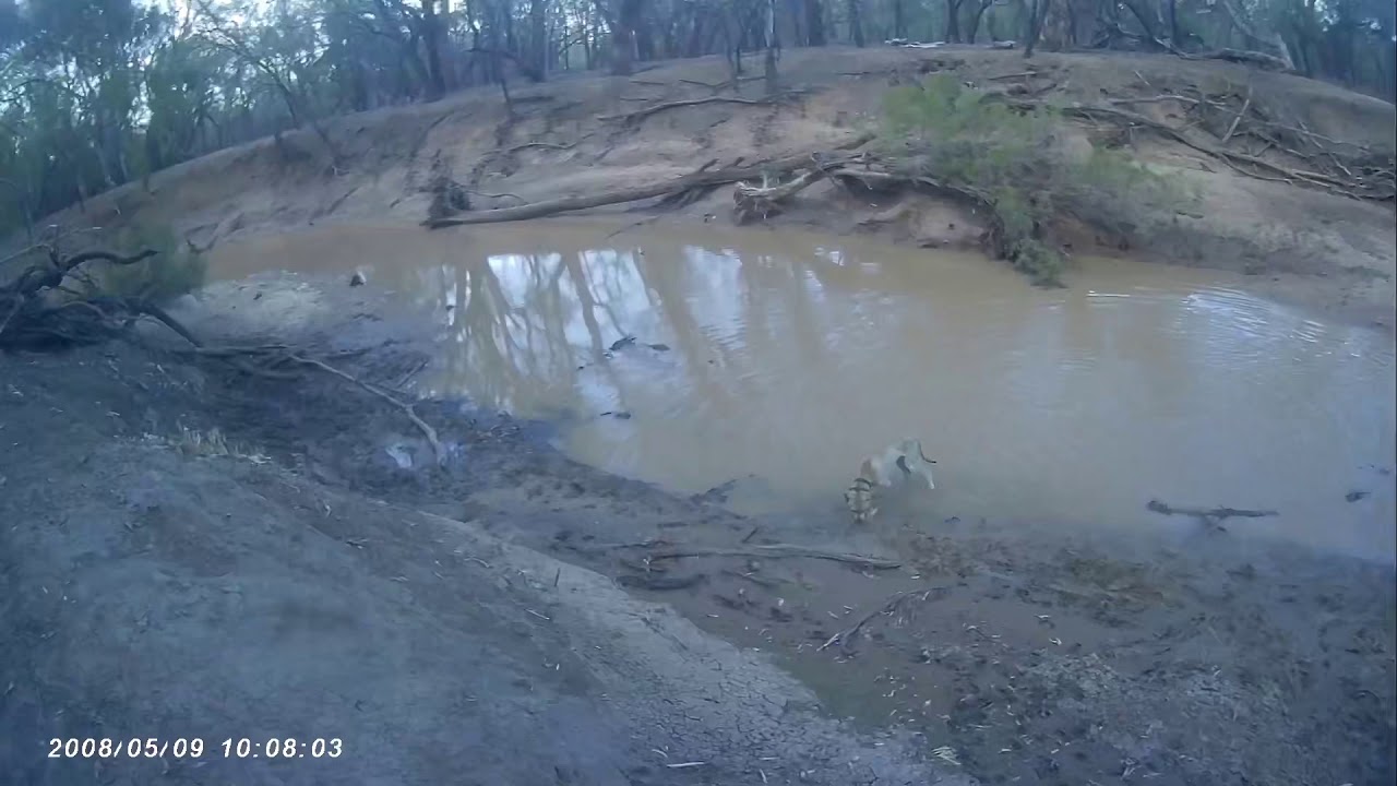 Pig hunting QLD - YouTube