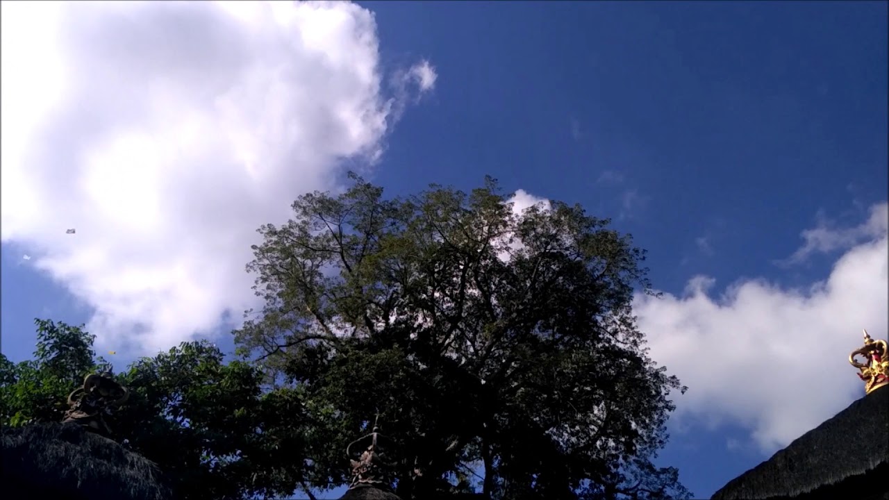 Relaxing music with a big tree time-lapse. - YouTube
