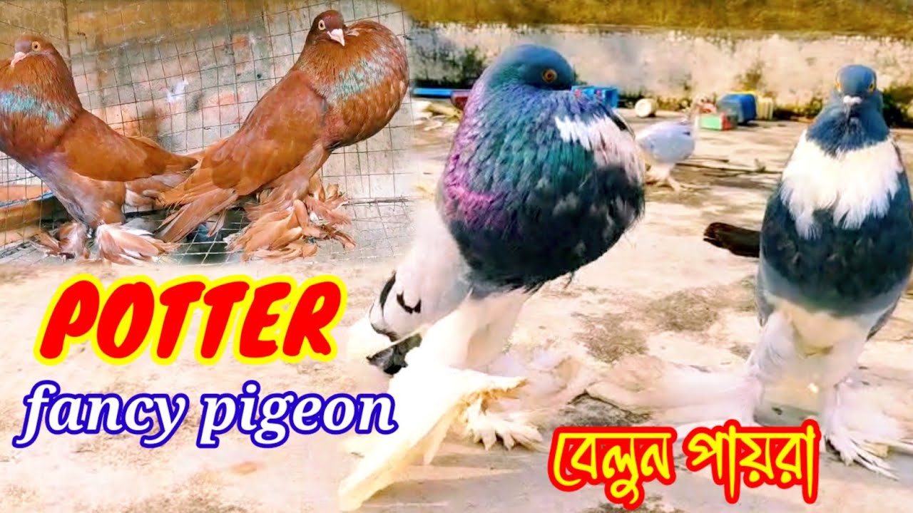 Top Quality Potter😍Fancy pigeon / Macpai fancy pigeon / বেলুন পায়রা ...