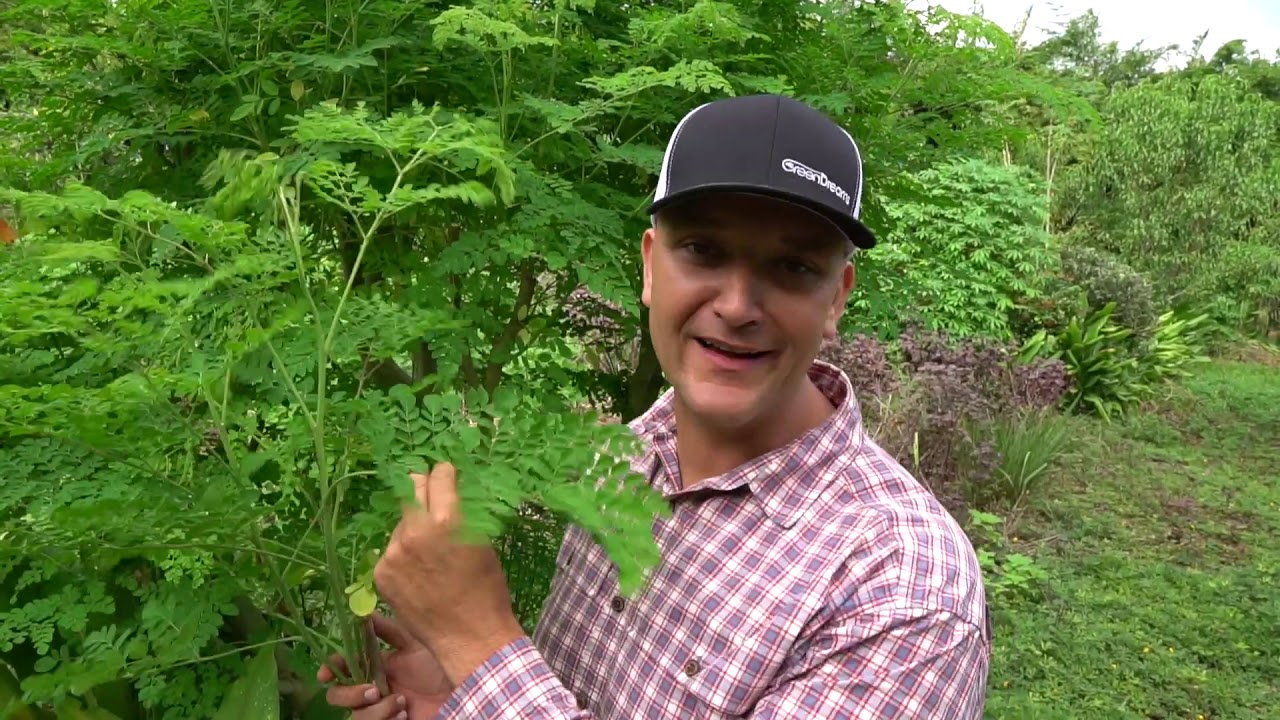 The Most Nutritious Terrestrial Plant in The World Moringa oleifera The ...