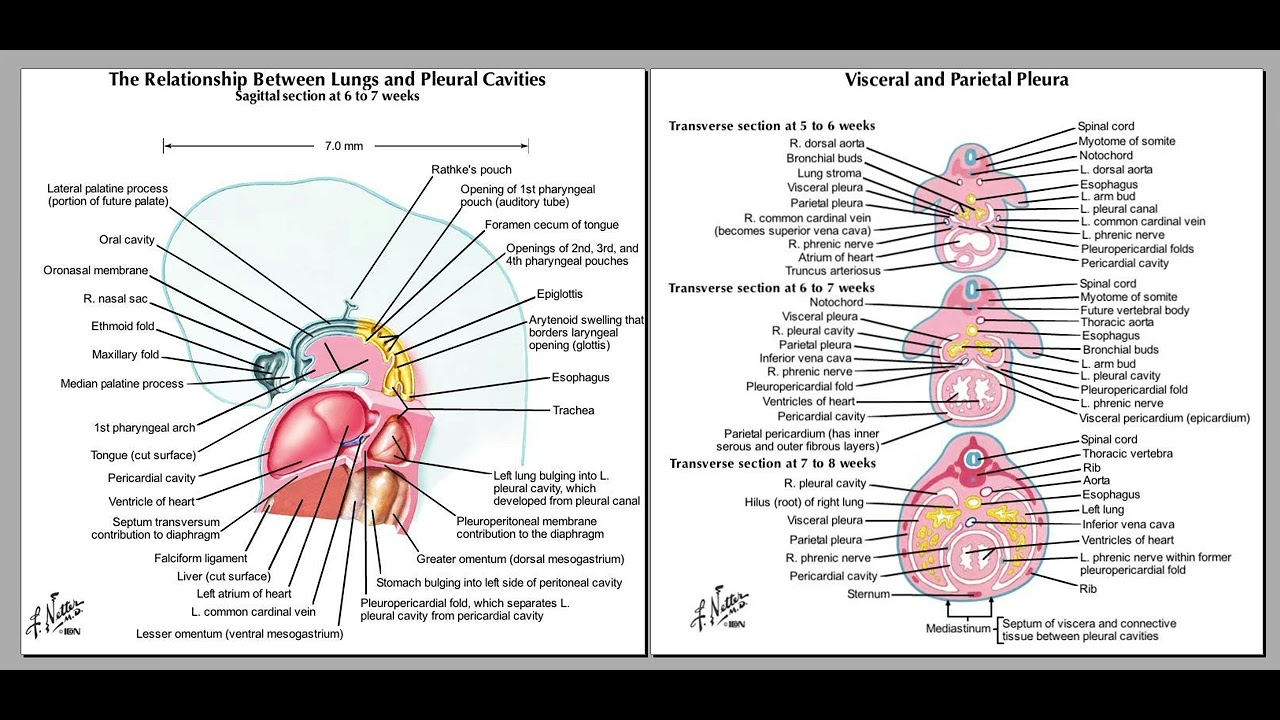 Breathing Made Simple: Respiratory System in Netter's Embryology! - YouTube