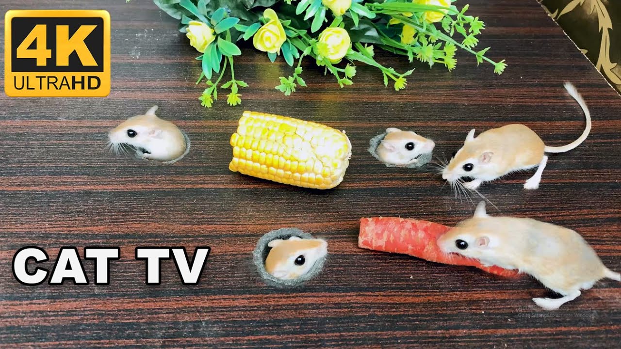 Cat TV😻Mice for cats to watch: Mouse🐭jerry hole hide and seek on screen ...